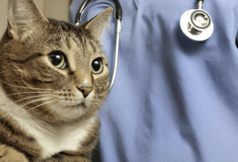 Cheapest Pet Insurance Companies of 2025 | Compare Rates