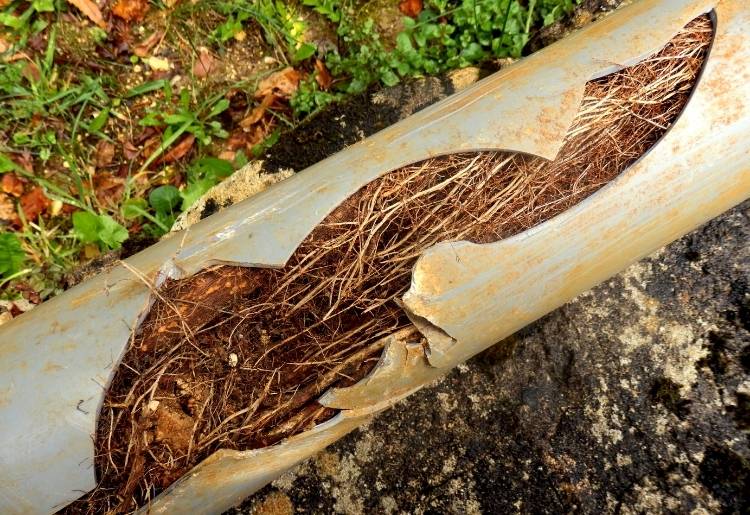 How to Prevent and Remove Tree Roots in Sewer Lines & Drain Pipes